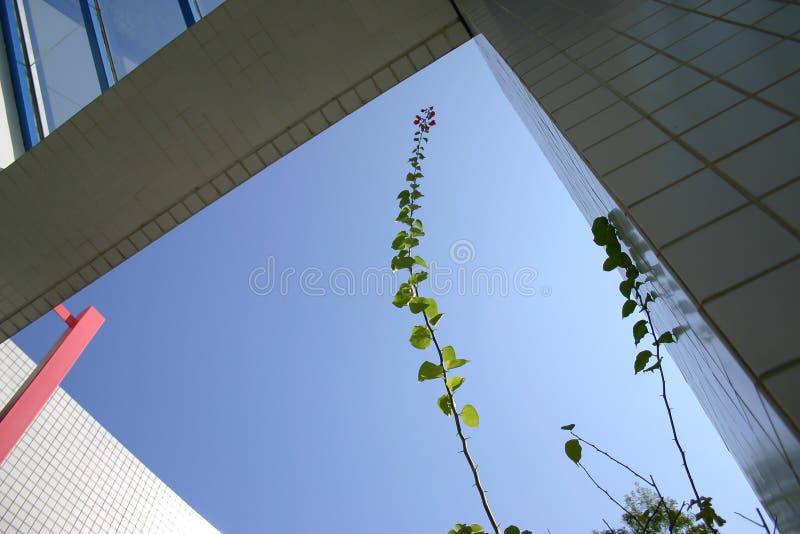 A Natural Green Leaf Plants in Outdoor Stock Photo - Image of foliage ...