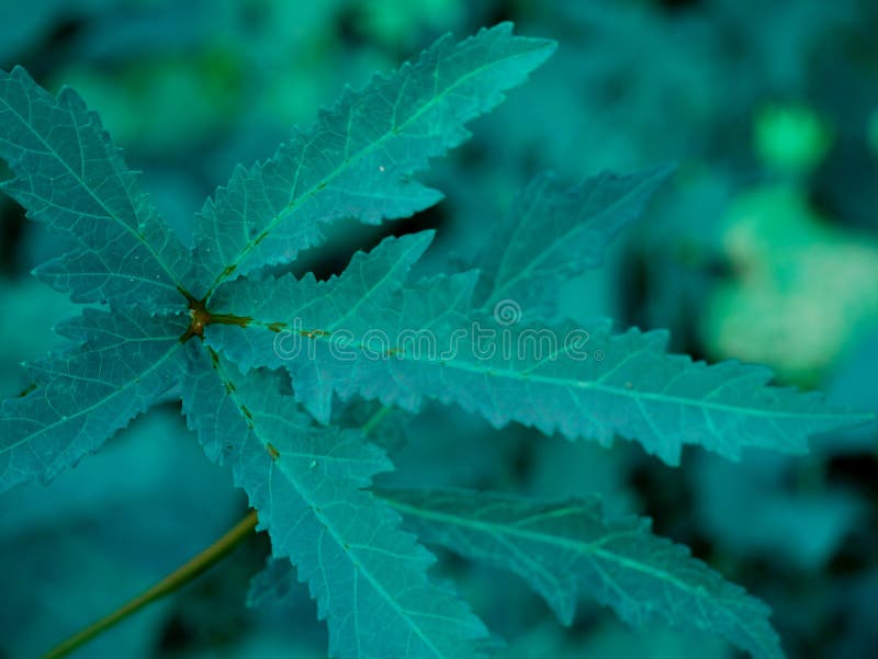 Green Leaf Presenting Isolated on Blur Leaves Background Stock Image ...