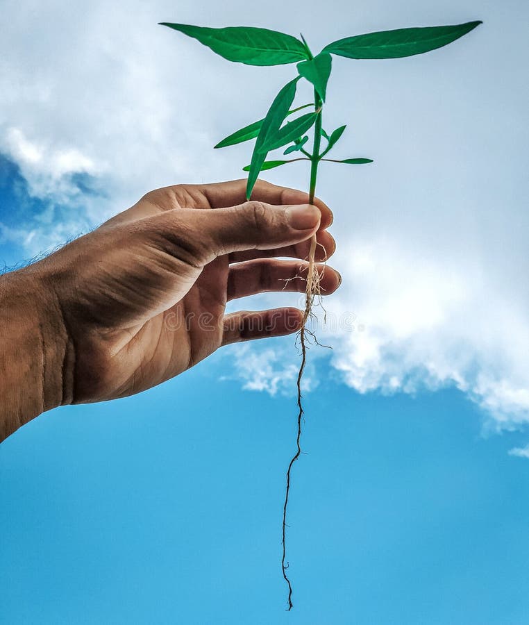 Natural Green Leaf Root on the Sky Stock Photo - Image of green, root ...