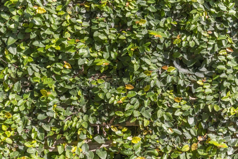 Natural Green Leaf Wall Background. Small Green Leaves on Wall Texture ...