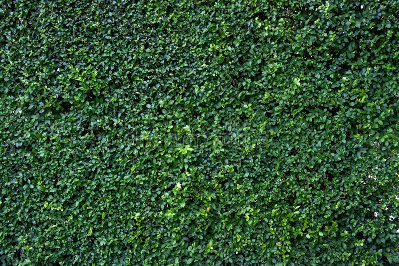 Natural green leaf wall stock image. Image of fence, floral - 32170891