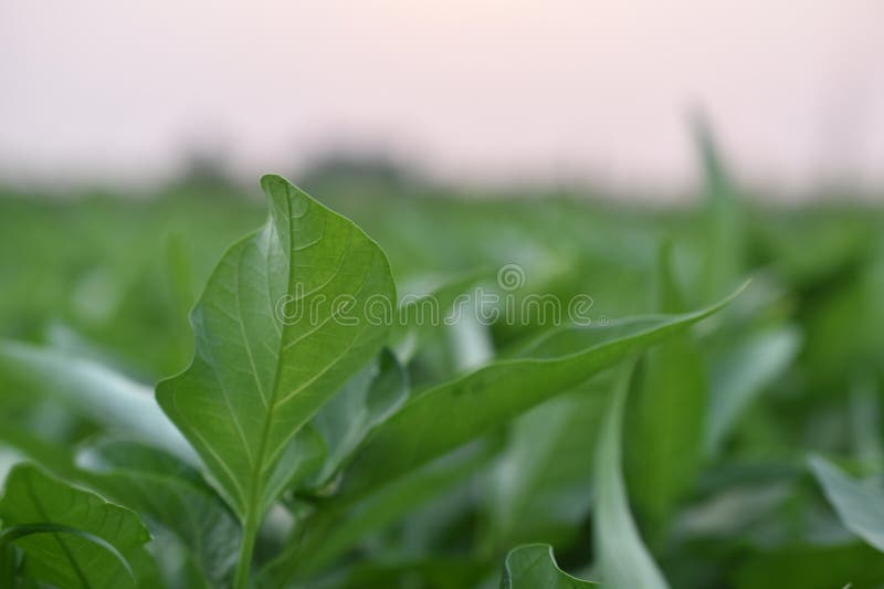 Natural Green Leafe in India Stock Photo - Image of branch, nature ...