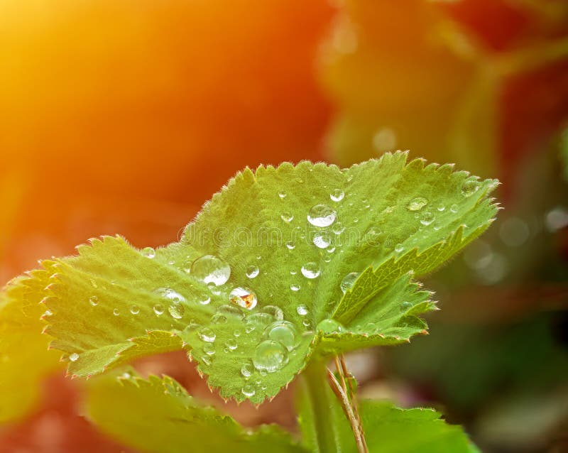 Natural Green Leave in Close Up View with a Tear Drop Stock Photo ...