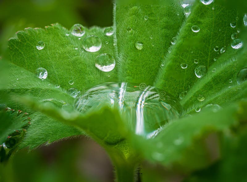 Natural Green Leave in Close Up View with a Tear Drop Stock Image ...