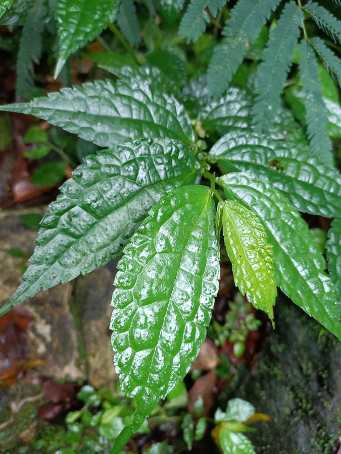 The Natural Green Leave S Brings To Life Stock Photo - Image of brings ...