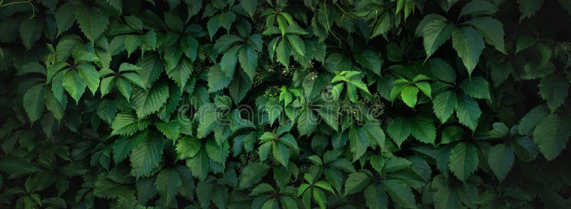 Natural Green Leaves Banner, Dark Green Plants Background, Basis for ...