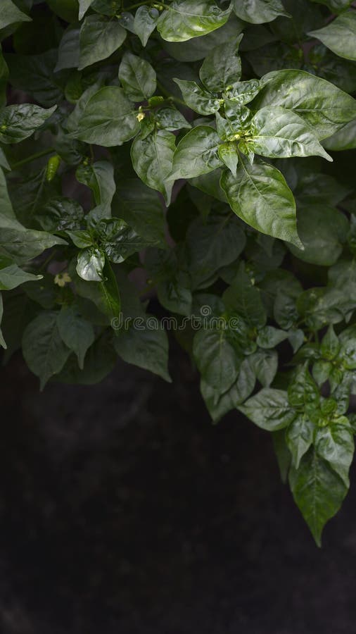 Natural Green Leaves Pattern of Paprika Tree. Stock Image - Image of ...