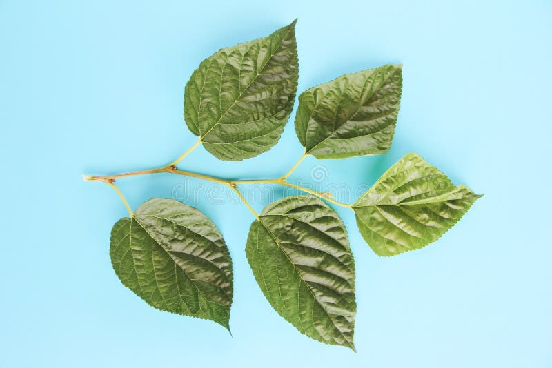 Natural Green Leaves of the Tree with a Vein Pattern Stock Image ...