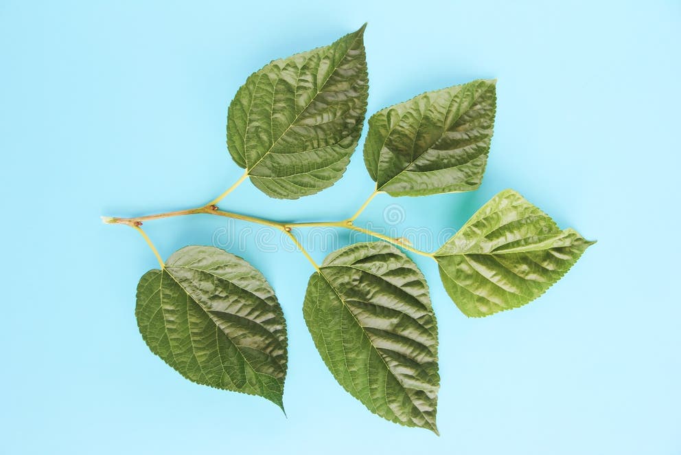 Natural Green Leaves of the Tree with a Vein Pattern Stock Image ...