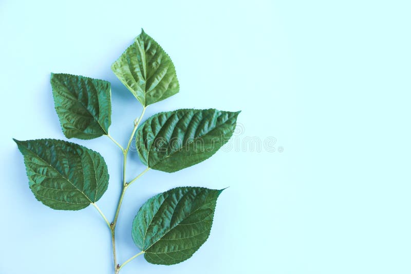 Natural Green Leaves of the Tree with a Vein Pattern Stock Photo ...