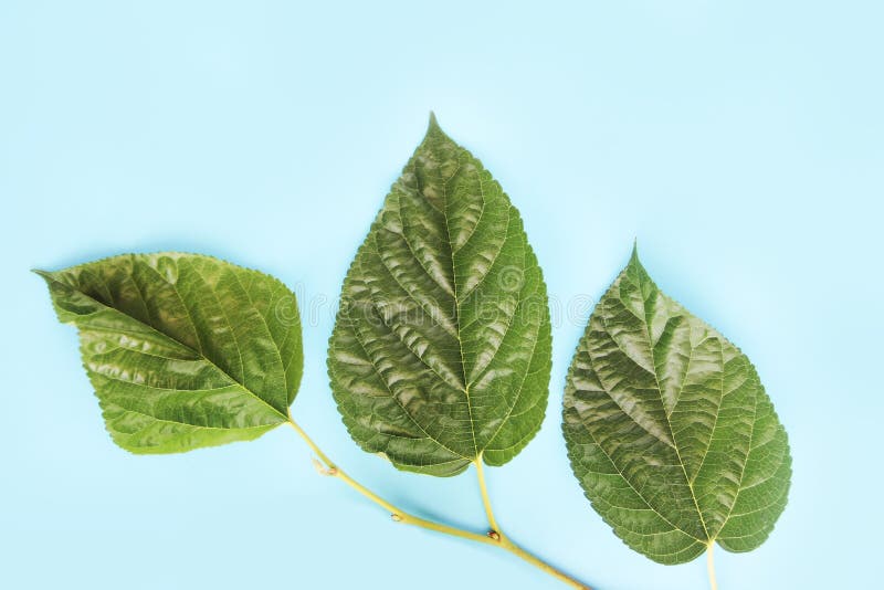 Natural Green Leaves of the Tree with a Vein Pattern Stock Photo ...