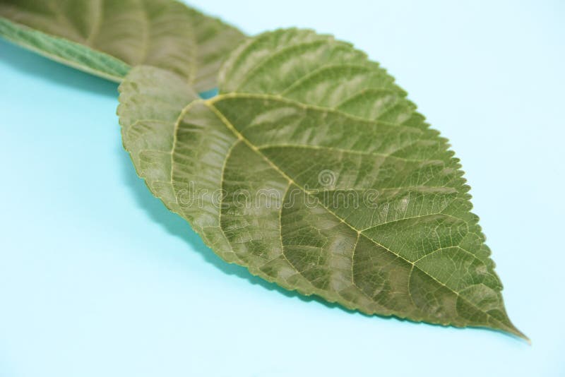 Natural Green Leaves of the Tree with a Vein Pattern Stock Photo ...