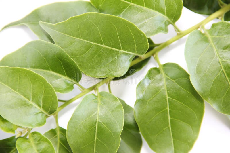 Natural Green Leaves of a Tree with Veins on a White Background Stock ...