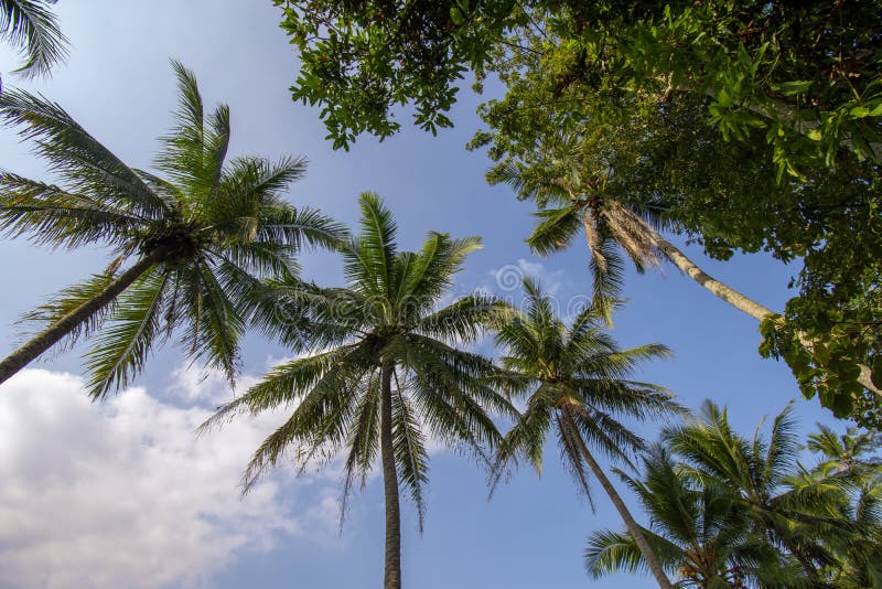 Beautiful Coconut Trees in Indonesia, Java Stock Image - Image of ...