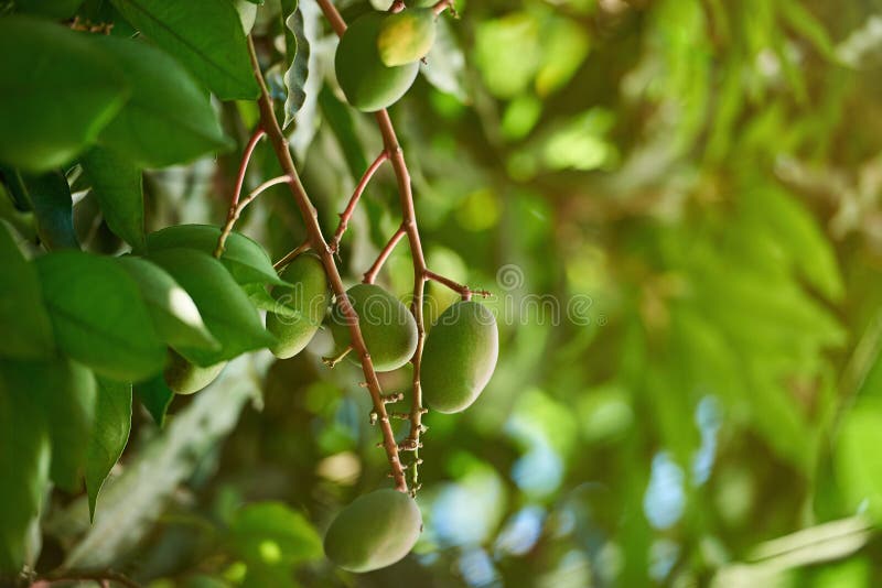 Natural Green Mango Background Stock Image - Image of closeup, dessert ...