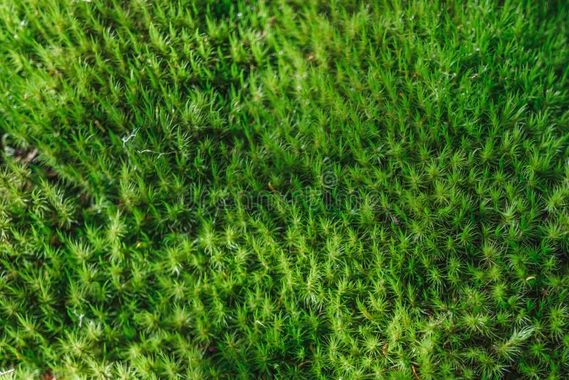 Natural Green Moss Background Stock Image - Image of wallpaper, texture ...