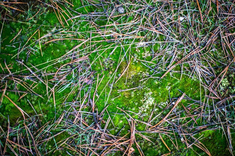 Natural Green Moss Background for Design. Stock Image - Image of flora ...