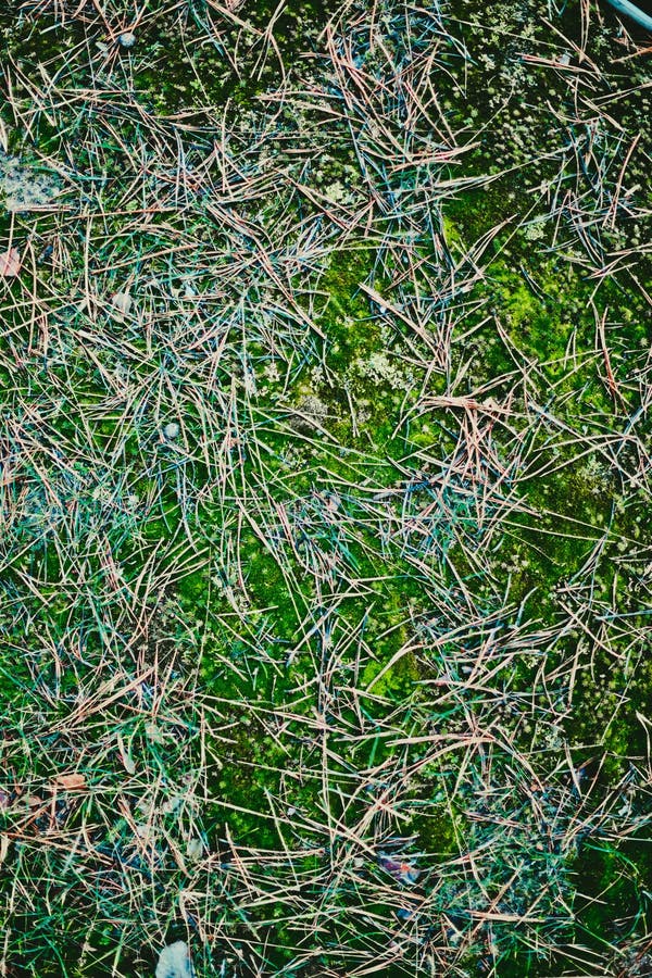 Natural Green Moss Background for Design. Stock Image - Image of brown ...