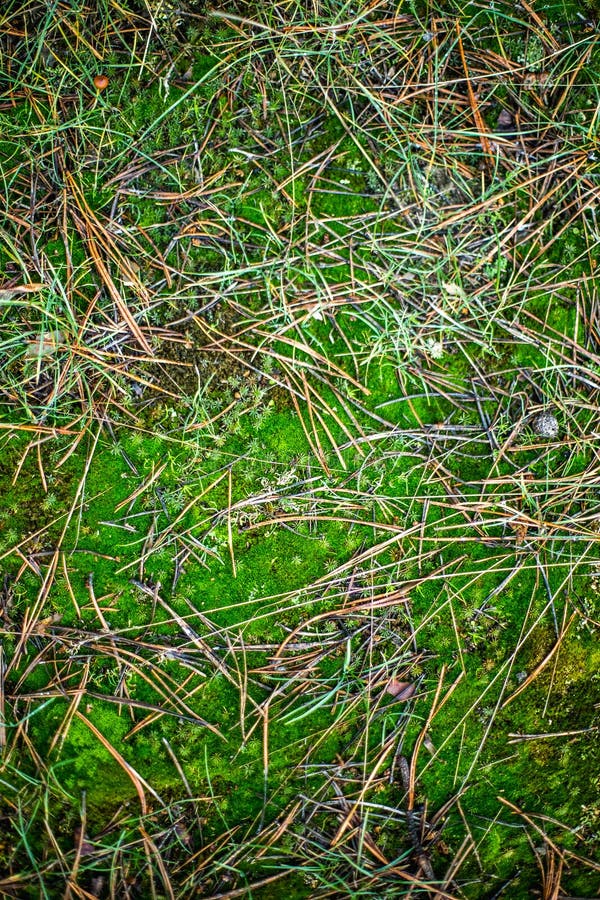 Natural Green Moss Background for Design. Stock Image - Image of ...