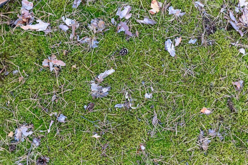 Natural Green Moss Background for Design. Stock Image - Image of ...