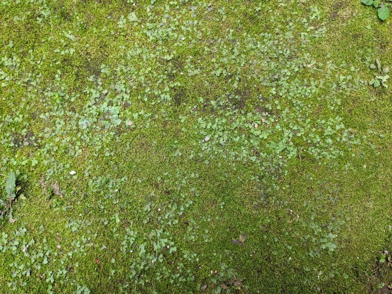 Organic texture: Cardamom stock image. Image of cardamom - 103255503