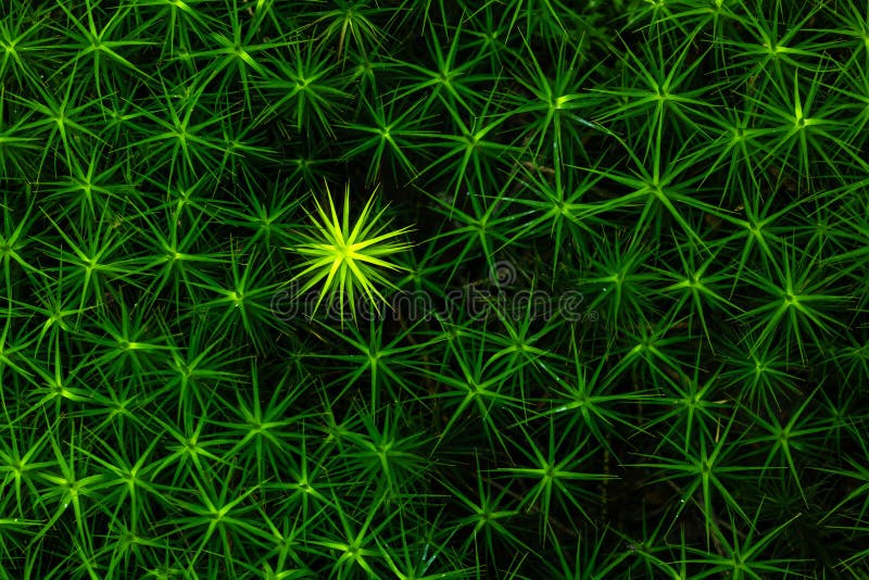 Natural Green Moss Design Shows a Vibrant Abstract Pattern with Glowing ...