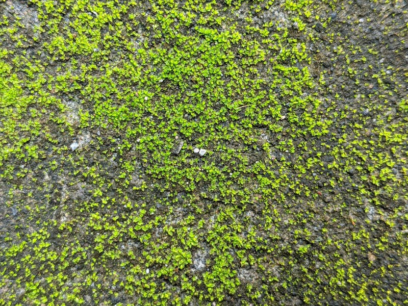 Natural Green Moss on Flat Ground, Top View Stock Image - Image of grow ...