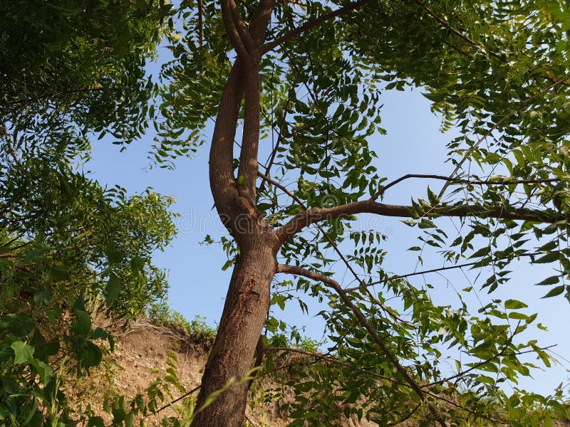 This is the Neem Tree,in the Village of Ambegaon Maharashtra India ...