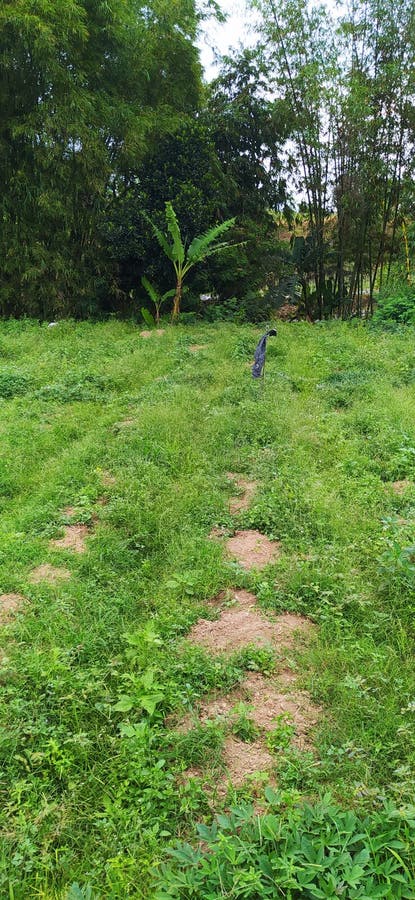 Natural Green Pasture, for Fodder Stock Image - Image of natural ...