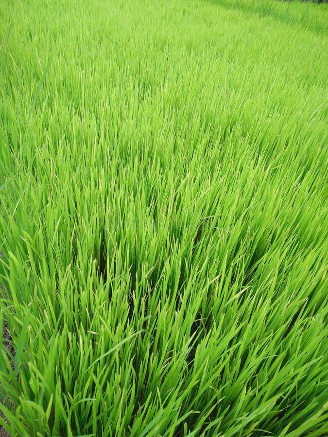 Natural green plain stock photo. Image of vegetable - 217465232