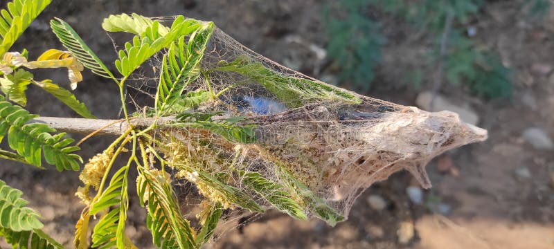 Natural Green Planet Spider Web Design Stock Photo - Image of spider ...
