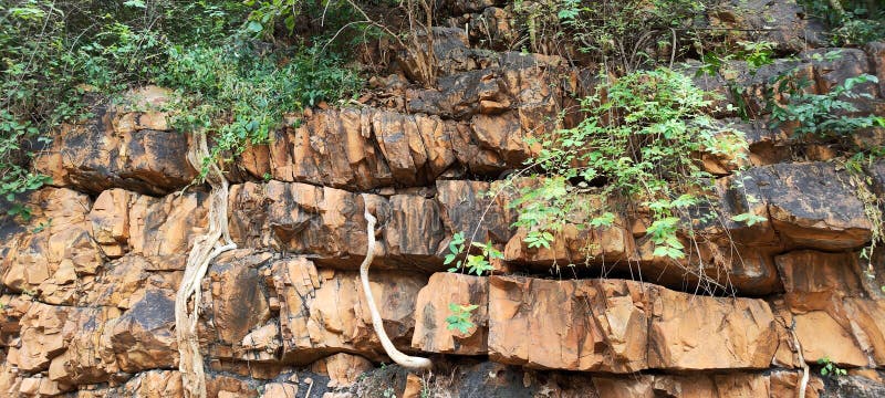 Natural Green Plant on Mountain Walk Side Stock Photo - Image of wood ...