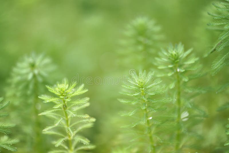 Natural green. stock photo. Image of texture, greentexture - 104679260
