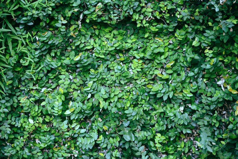 Natural Green Plant Wall or Small Leaf Green Leaves Texture Background ...
