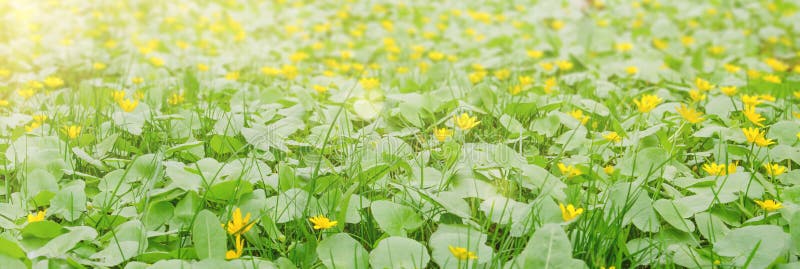 Natural Green Plants Using As Spring Background Cover Page. Greenery ...