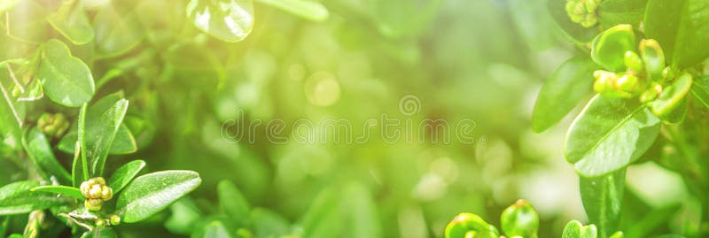 Natural Green Plants Using As Spring Background Cover Page. Greenery ...