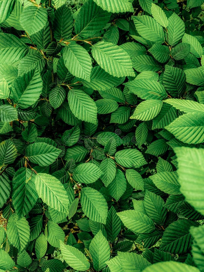 Natural Green Saturated Leaves Textured Backgrounds Stock Photo - Image ...