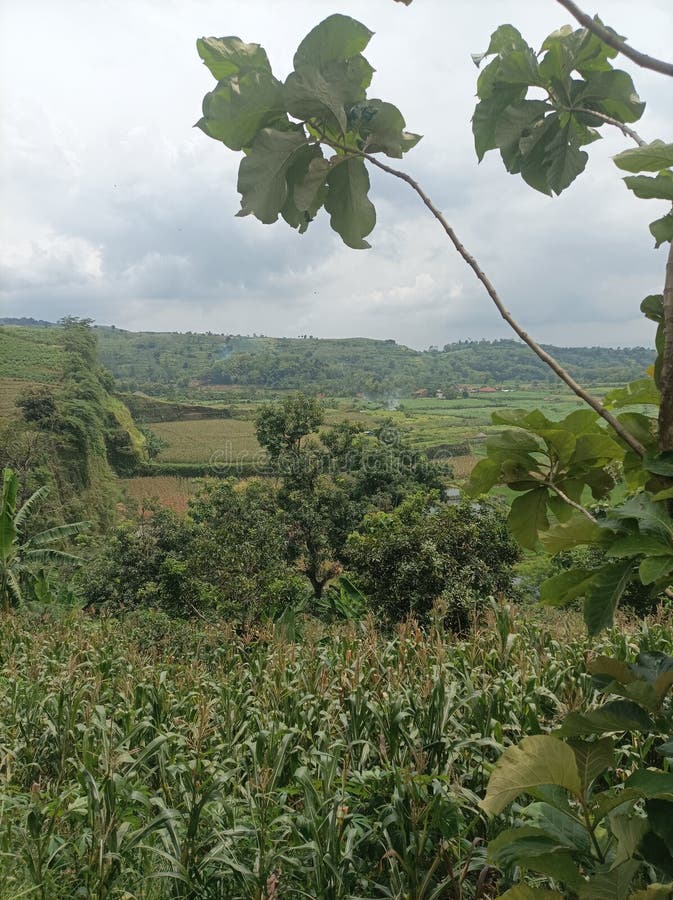 Natural Green Scene Taken during the Day Stock Image - Image of jungle ...