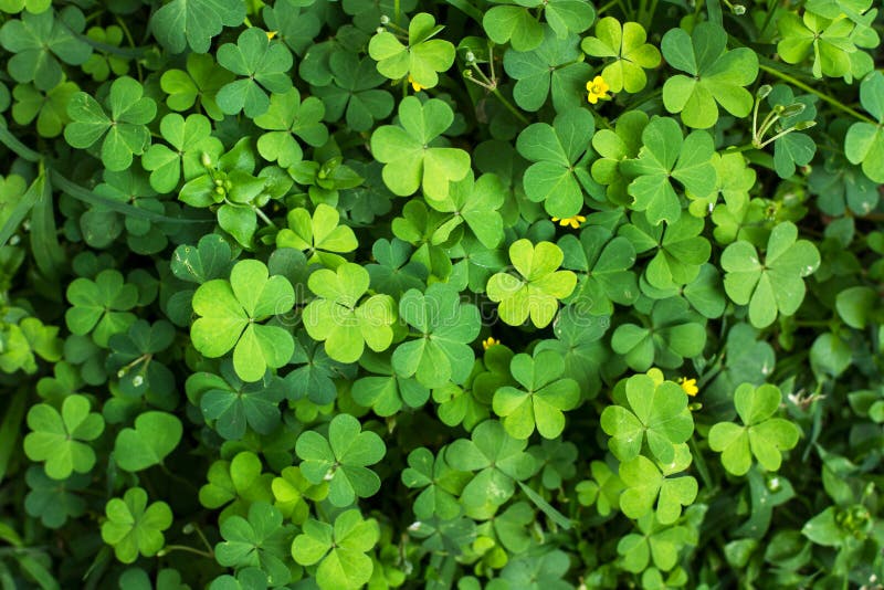 Natural Green Shamrocks in a Close Up View Stock Photo - Image of ...