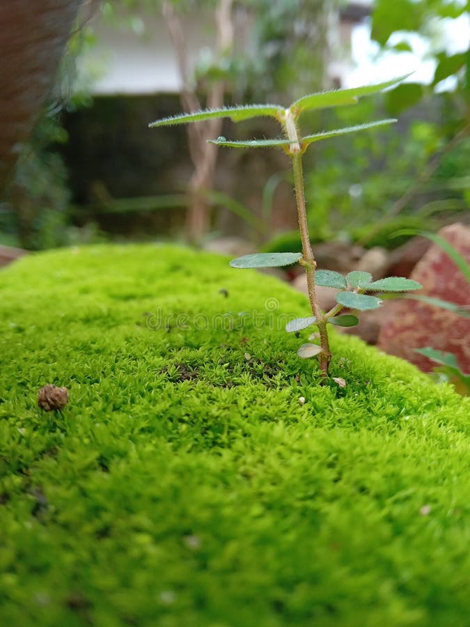 Natural Green Single Plant ðŸª´ Stock Image - Image of sunlight, nature ...