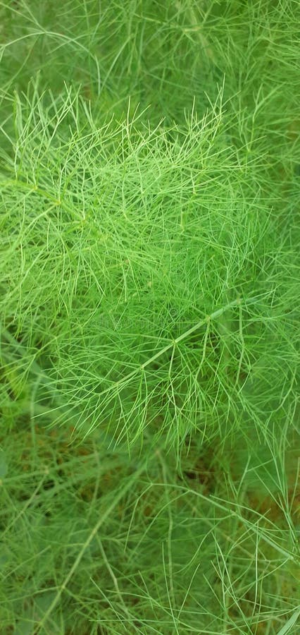 Natural Green Soya Tree Wallpaper Stock Photo - Image of natural, soya ...