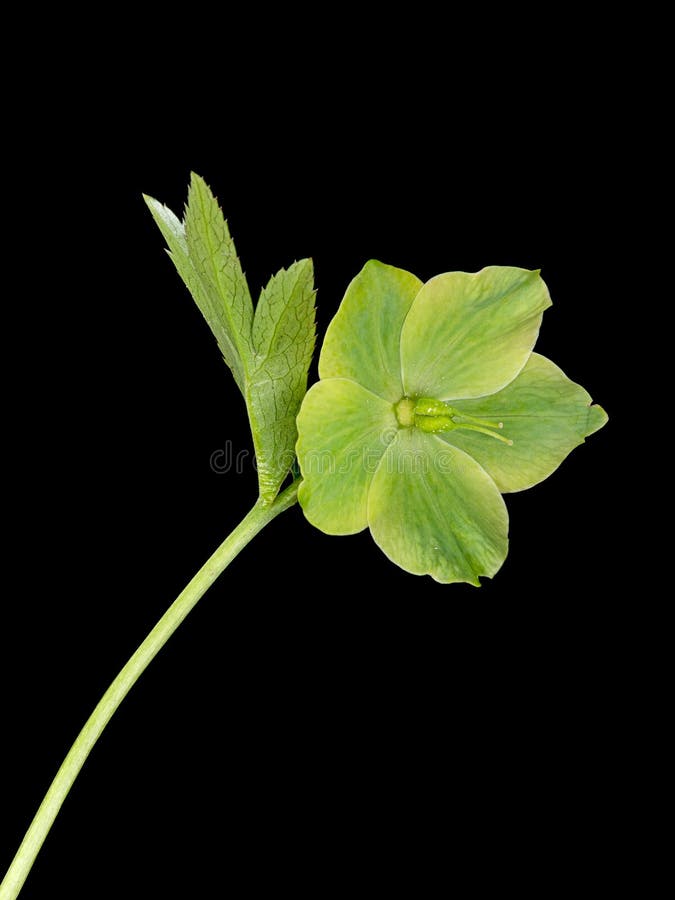 Wild Green Hellebore - Christmas Aka Lenten Rose, Isolated Over Stock ...