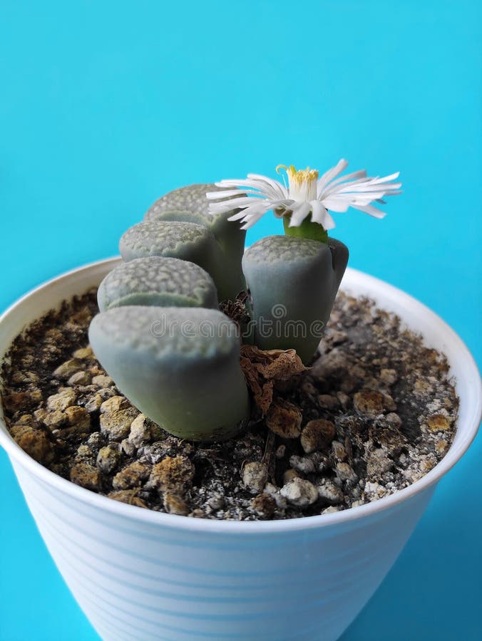 Natural Green Succulent Lithops with a White Flower in a Decorative Pot ...