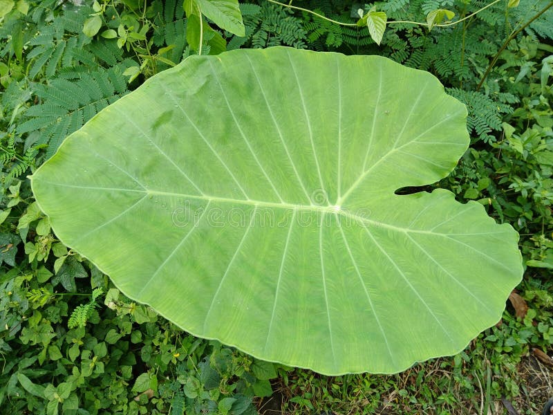 Natural Green Taro Leaves that Grow Wild Stock Photo - Image of taro ...