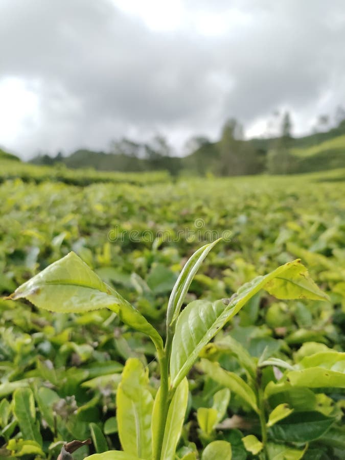 Natural Green Tea stock image. Image of natural, nature - 278597203