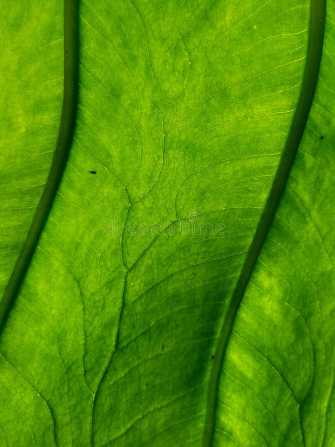 The Natural Green Texture Background. the Background Suitable for ...