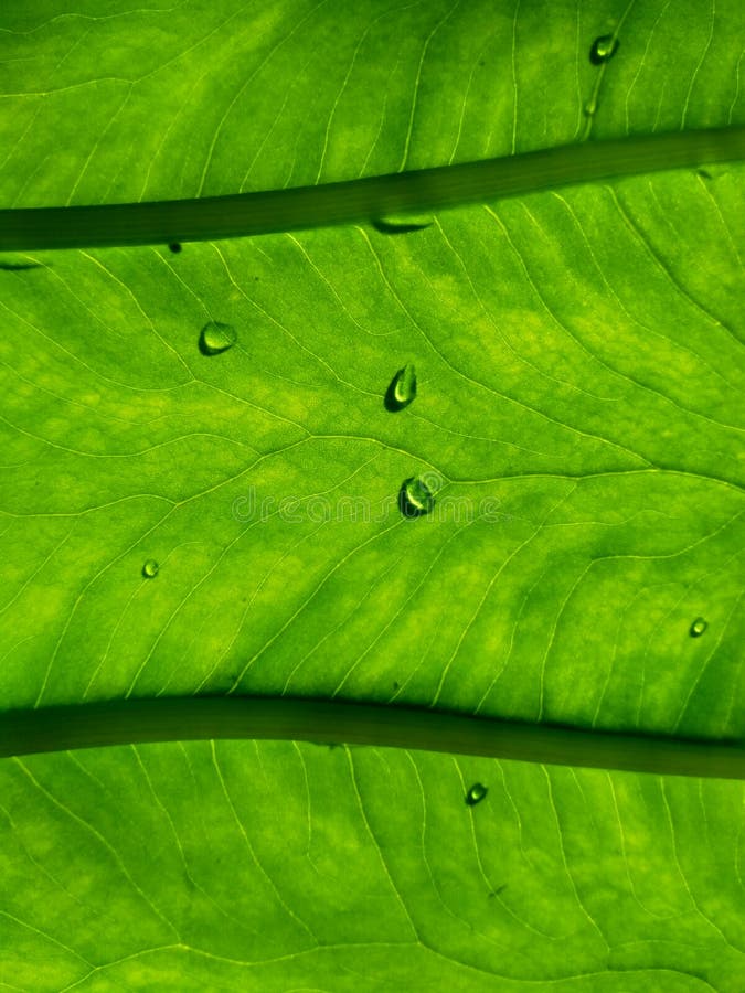 The Natural Green Texture Background. the Background Suitable for ...