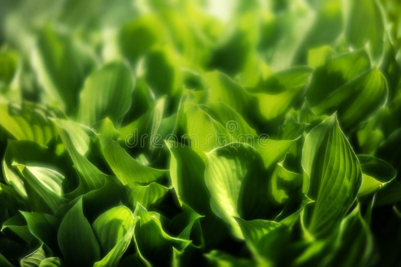 Natural Green Texture Background Stock Image - Image of botany, green ...