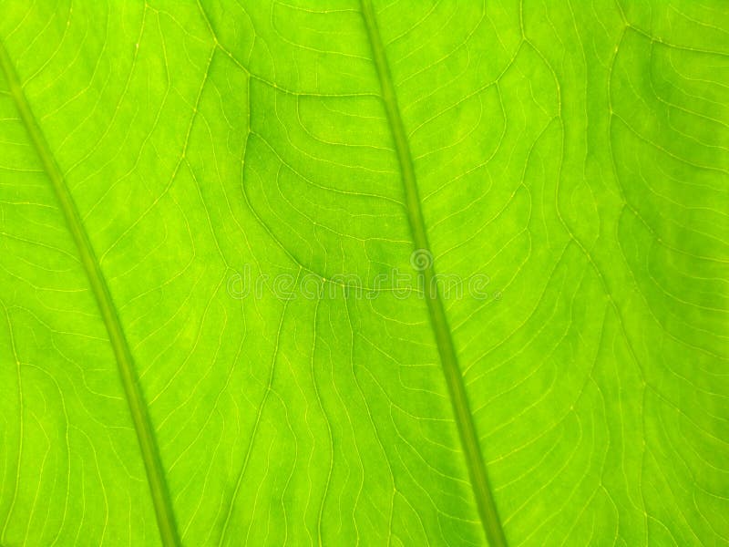 The Natural Green Texture Background. the Background Suitable for ...