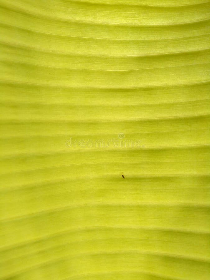 The Natural Green Texture Background. the Background Suitable for ...